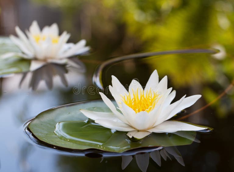 Water lily stock photo. Image of lilly, fish, natural - 40715858