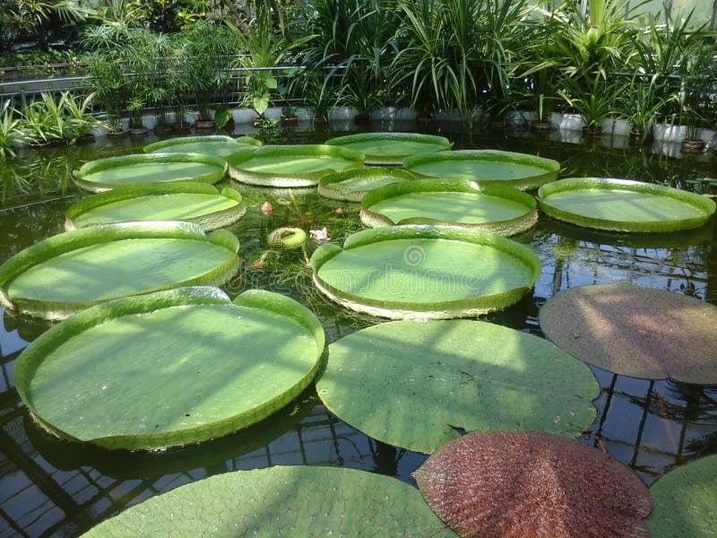 Water lily floating stock photo. Image of closeup, purity - 55187566