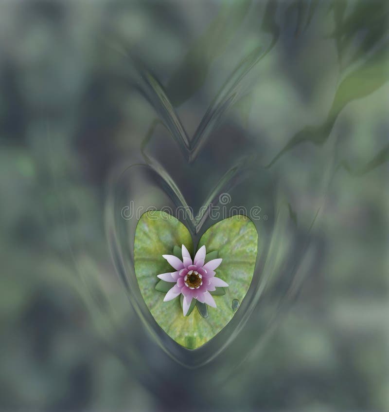 1,400+ Water lily flower Free Stock Photos - StockFreeImages 1,400+ Water lily flower Free Stock Photos - StockFreeImages