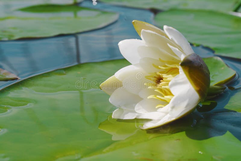 Water Lily Flower Floating in a Pond Stock Photo - Image of lily ...
