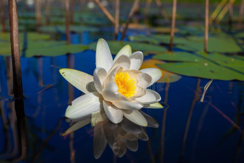 Water Lily Flower on the Marsh Stock Image - Image of floating, lake ...