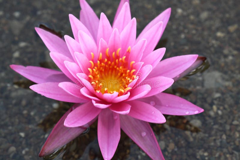 African Water Lily Stock Images - Download 319 Royalty Free Photos