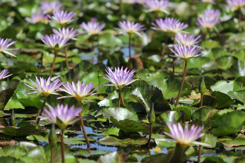Pile of water lily in pond stock photo. Image of leaf - 108230242