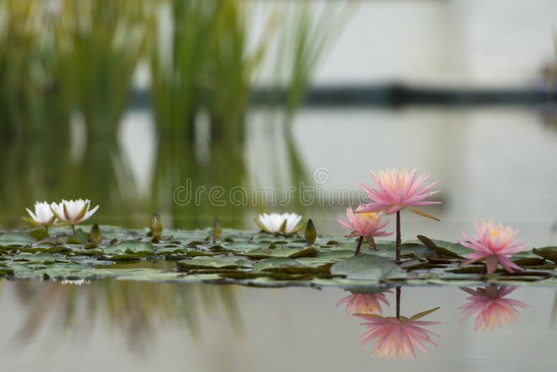 Water Lily Flower Reflection on Water Stock Photo - Image of flora ...