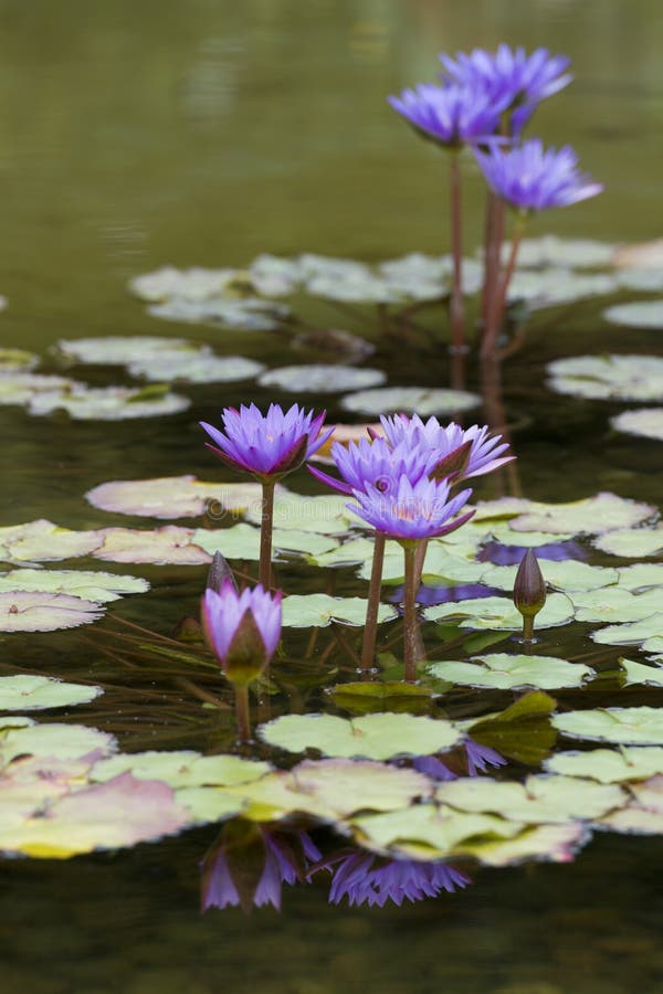 Water Lily Flower Reflection on Water Stock Photo - Image of leaf ...