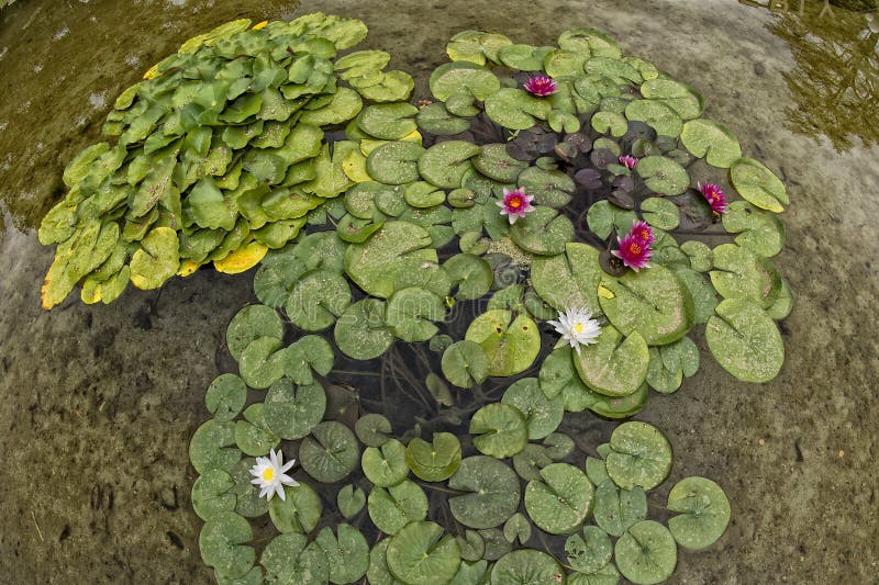 Water Lily Flower Reflection on Water Stock Image - Image of bloom ...
