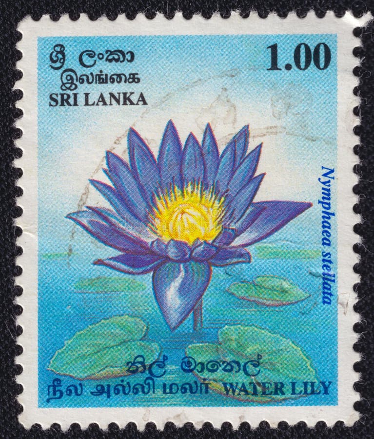 Water Lily Flower on a 1995 Sri Lanka Postage Stamp Editorial Image ...