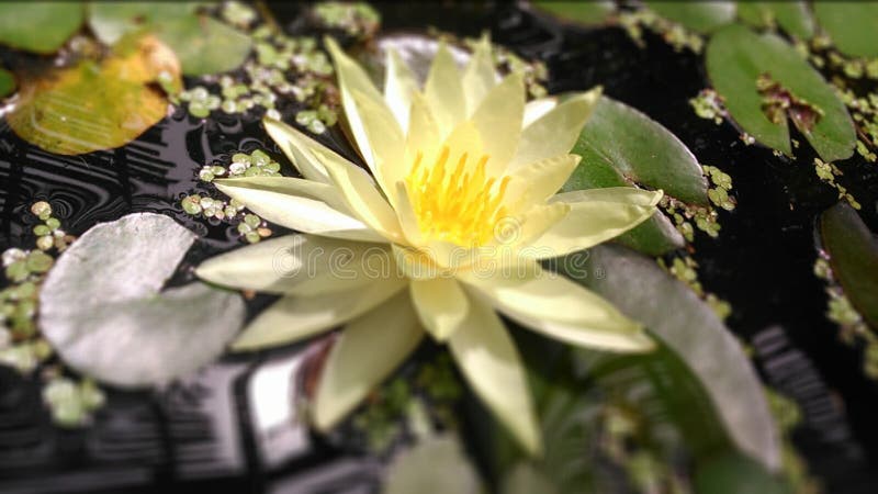 Water Lily stock image. Image of natural, planta, vegetation - 92625881