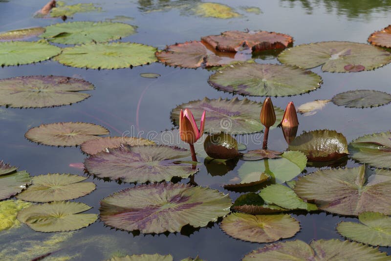Water Lily Flowers Blooming in the Water Stock Image - Image of nature ...