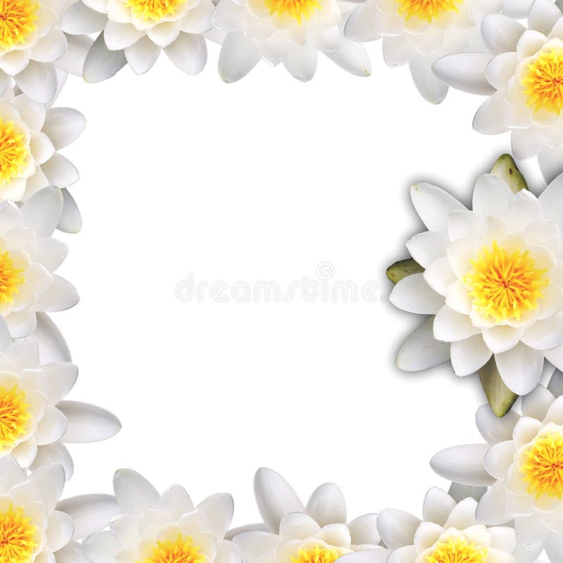 Flower frame stock photo. Image of garden, white, nature - 15882556