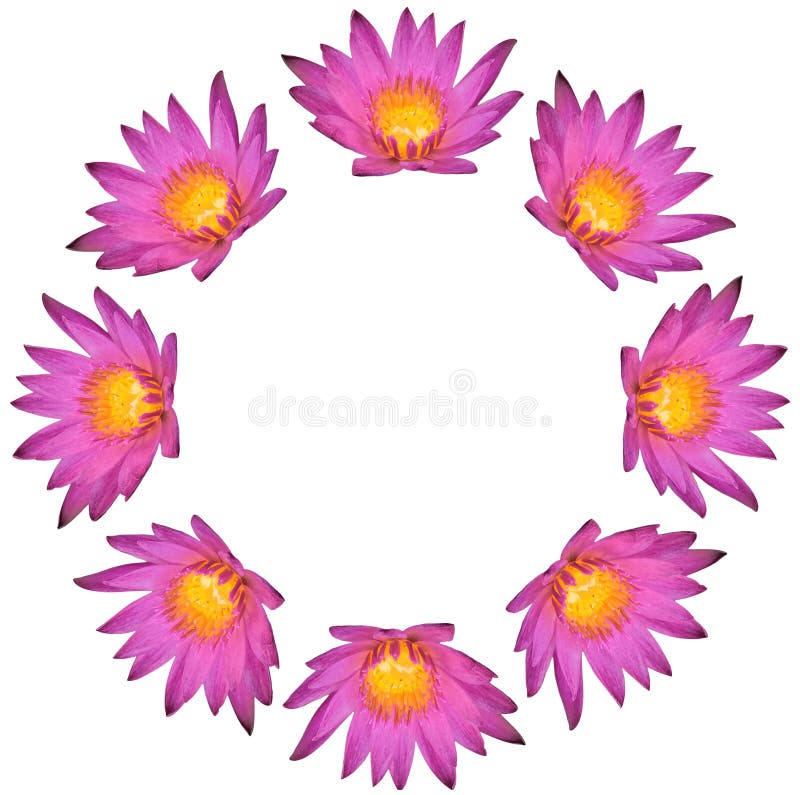 Water Lily Frame stock image. Image of petal, elegant - 55258121