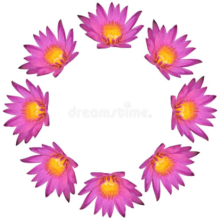 Water Lily Frame stock image. Image of petal, elegant - 55258121