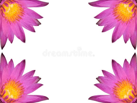 Water Lily Frame stock image. Image of elegant, holiday - 55260181