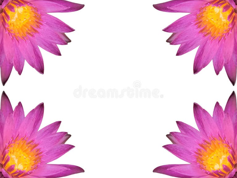 Water Lily Frame stock image. Image of elegant, holiday - 55260181