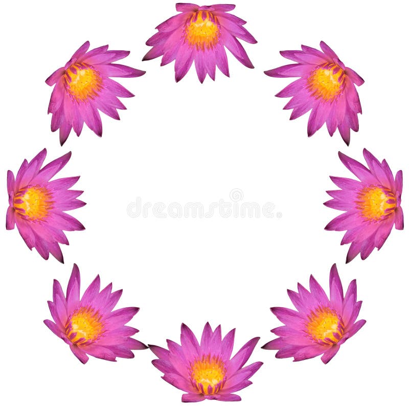 Water Lily Vertical Frame stock image. Image of decorative - 55260083