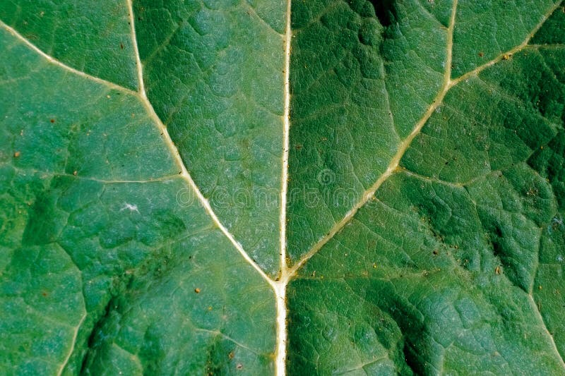 Water lily green leaf stock image. Image of zoom, texture - 315027239