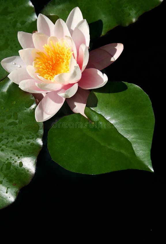 Water Lily Heart stock photo. Image of blooming, garden - 630012