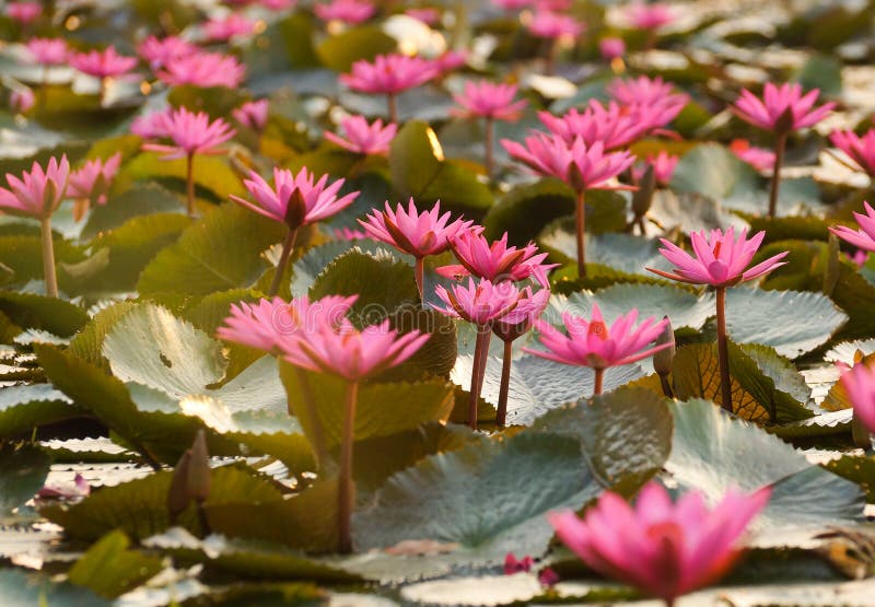 Water Lily in the lake stock photo. Image of nelumbo - 125051790