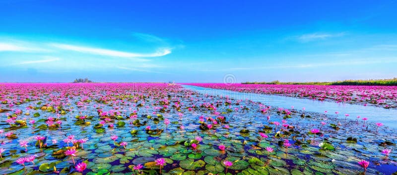 Water Lily Lake, Thailand, Asia Stock Photo - Image of lake, horizon ...