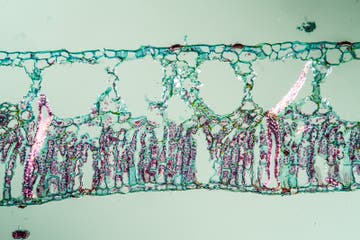 Water Lily with Leaf in Cross Section Stock Image - Image of biology ...