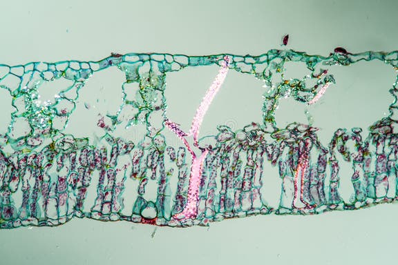 Water Lily with Leaf in Cross Section Stock Image - Image of macro ...