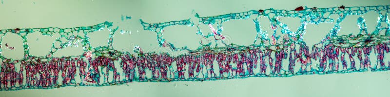 Water Lily with Leaf Panoramic View Stock Photo - Image of science ...