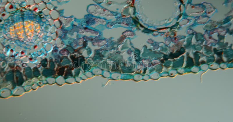 Water Lily Leave in Cross Section Stock Footage - Video of close ...