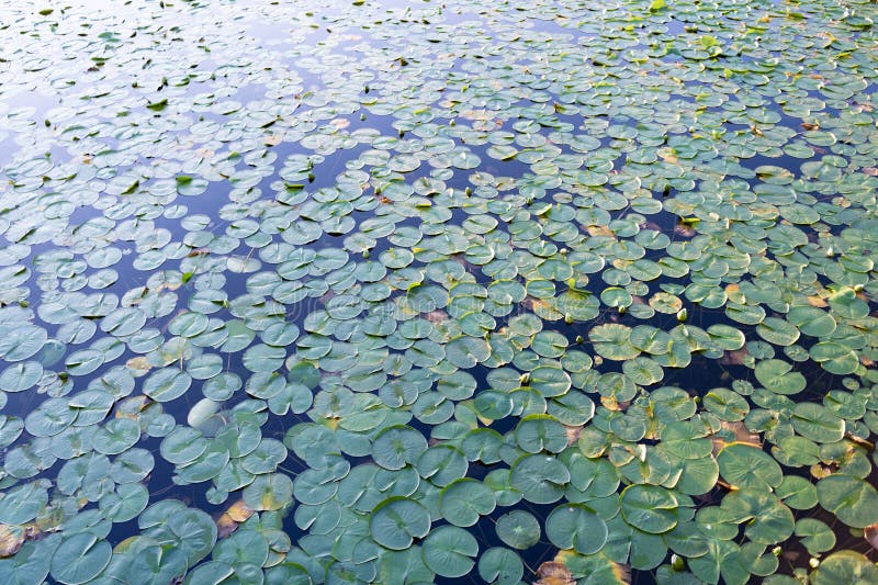 Water Lily Leaves in Pond Water. Lily Pad Background. Nature Background ...
