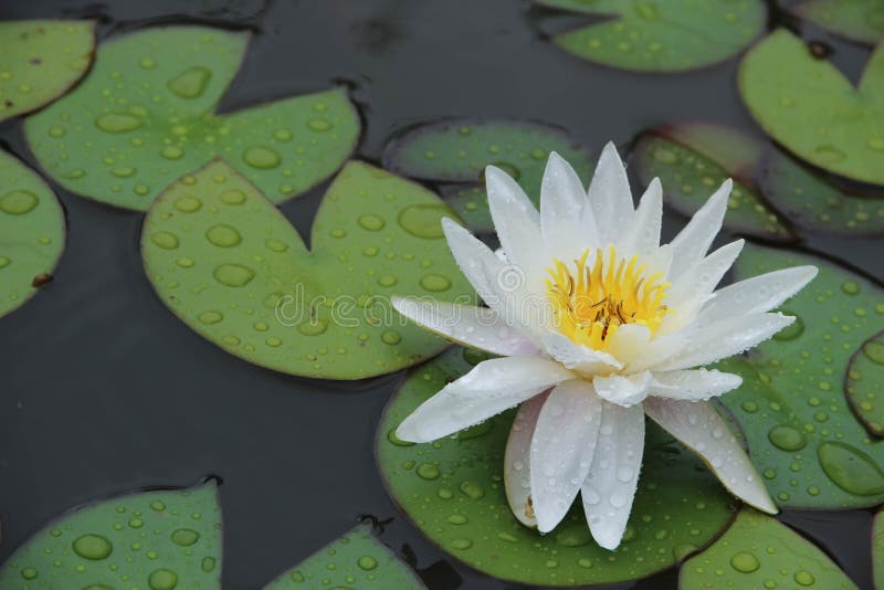 259 Infinity Sign Water Stock Photos - Free & Royalty-Free Stock Photos ...