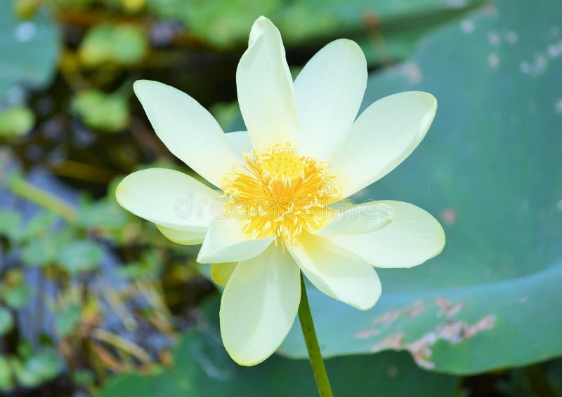 Water Lily stock image. Image of texas, spring, local - 67562727