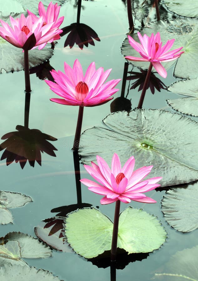 Water lily lotus flower stock image. Image of aquatic - 28468255