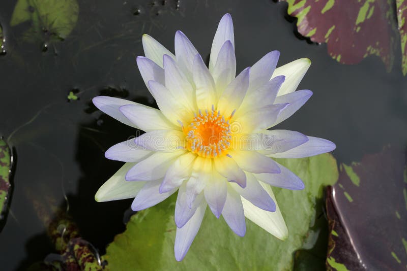 Water Lily , Lotus on Top View Stock Photo - Image of beautiful, pool ...