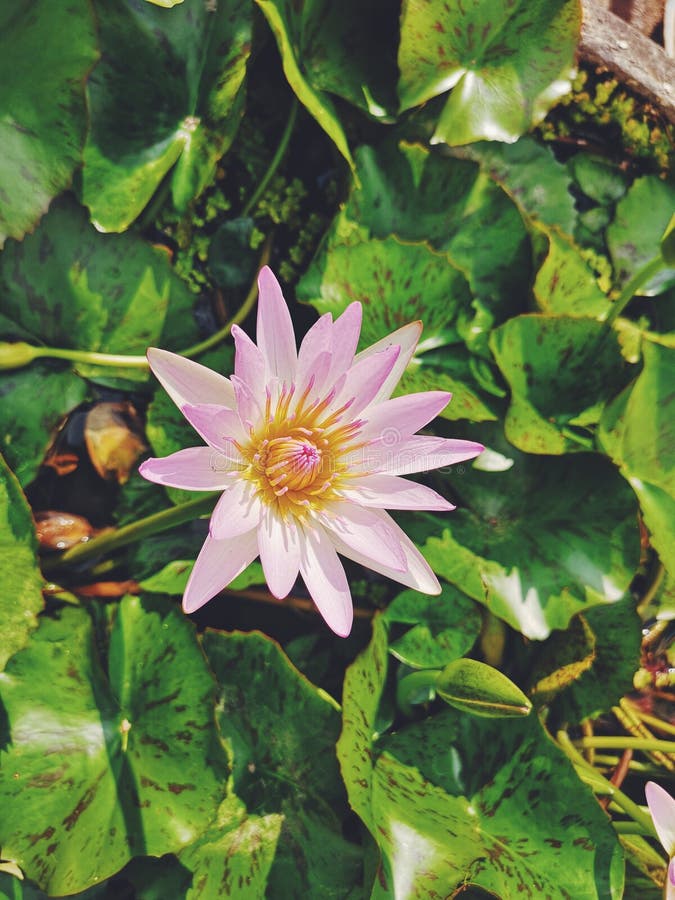 Water lily stock image. Image of water, lily, lutus - 155630609