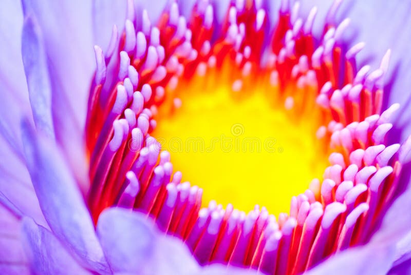 Water lily macro stock photo. Image of fresh, beauty - 17386180