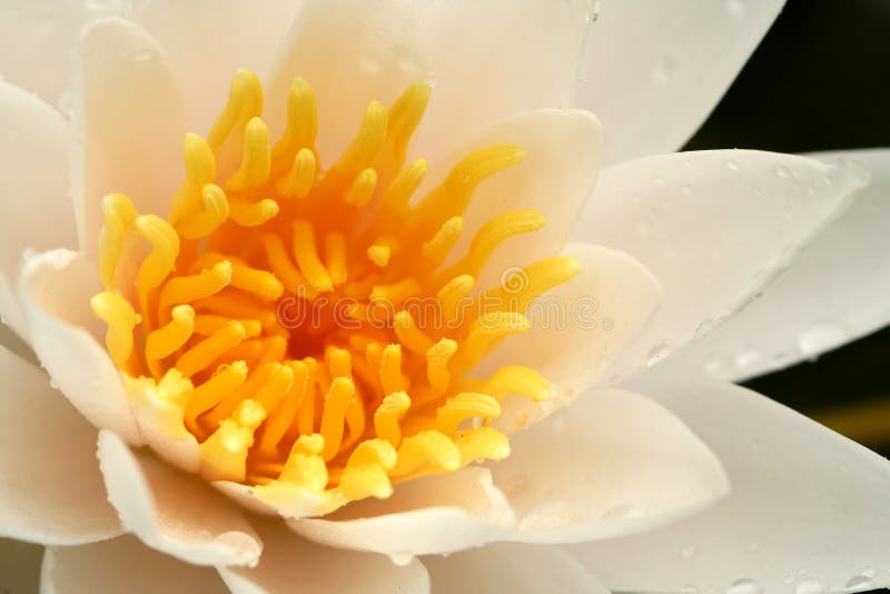 Water Lily Macro stock image. Image of botanical, pond - 5488687