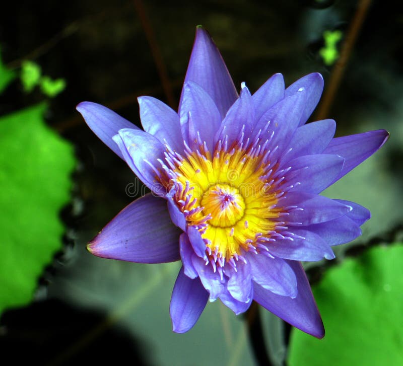 Water Lily Magic stock image. Image of nature, flowers - 772237