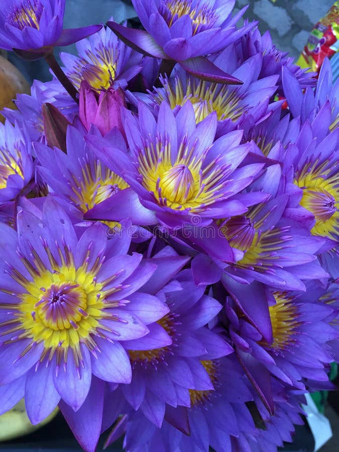 Nilmanel Flower Stock Photos - Free & Royalty-Free Stock Photos from ...