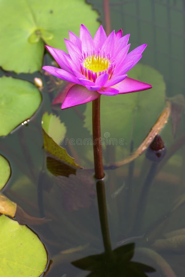 A Water Lily or Nymphaea Attraction Close Up Stock Image - Image of ...