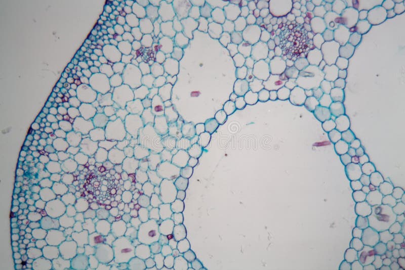 Water Lily Nymphaea Stem Under the Microscope Stock Image - Image of ...