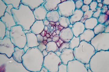 Water Lily Nymphaea Stem Under the Microscope Stock Photo - Image of ...