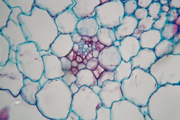 Water Lily Nymphaea Stem Under the Microscope Stock Photo - Image of ...