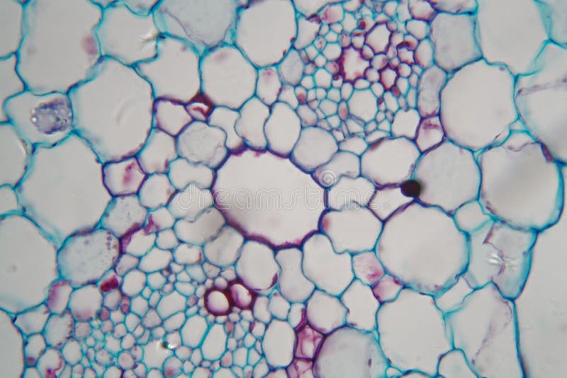 Water Lily Nymphaea Stem Under the Microscope Stock Image - Image of ...