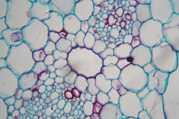 Water Lily Nymphaea Stem Under the Microscope Stock Image - Image of ...