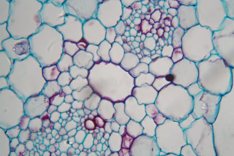 Water Lily Nymphaea Stem Under the Microscope Stock Image - Image of ...