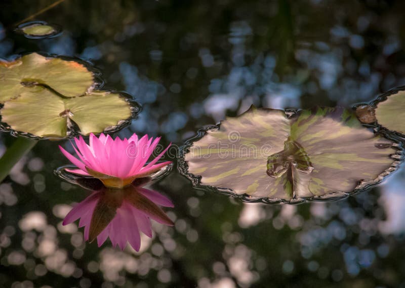 Water dappled. stock photo. Image of beauty, stems, plants - 50069580