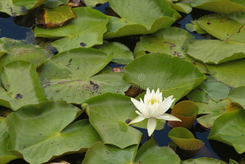 Water Lily and Lily Pads on a Pond Stock Photo - Image of white, pads ...