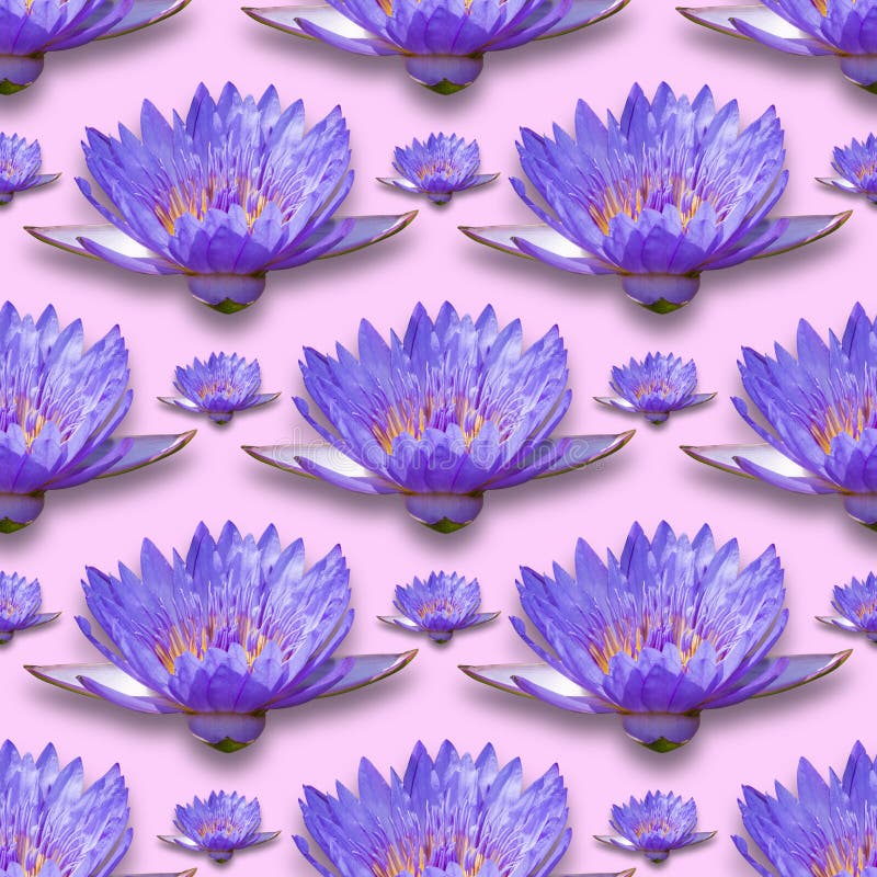Water Lily pattern stock image. Image of nature, petal - 64715659
