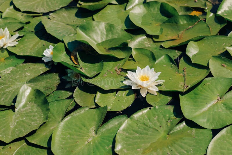 Water Lily Plant Nymphaea Candida on the Lake Stock Photo - Image of ...