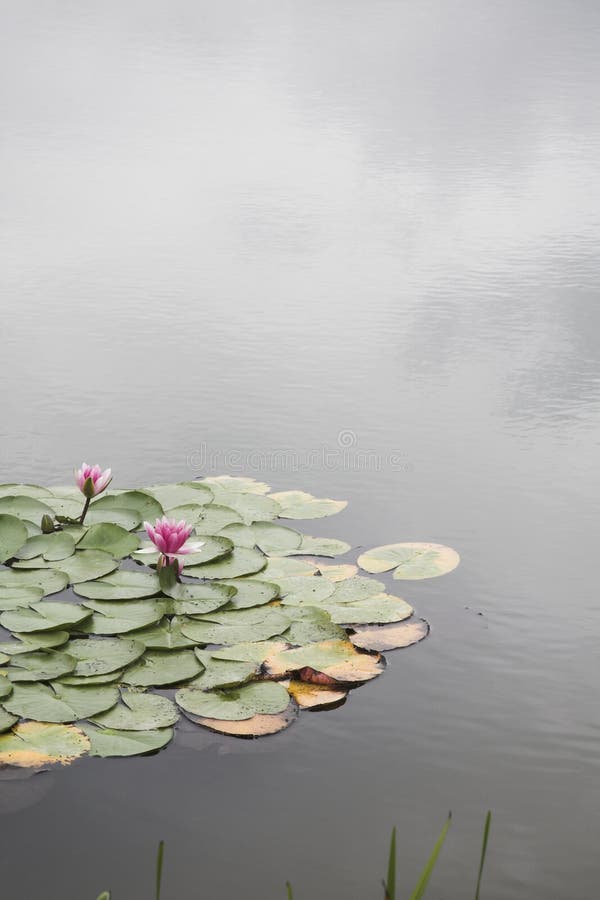 Ladybug and aphids stock photo. Image of leaf, season - 13484790
