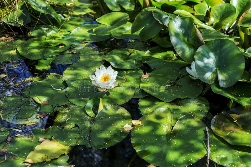 Water lily in a pond stock photo. Image of inflorescence - 44170494
